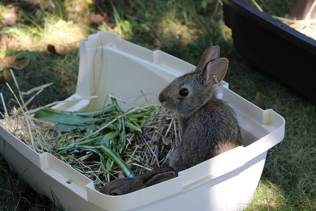 Breeding Program at Queens Zoo Helps Restore Vulnerable Rabbit Species ...